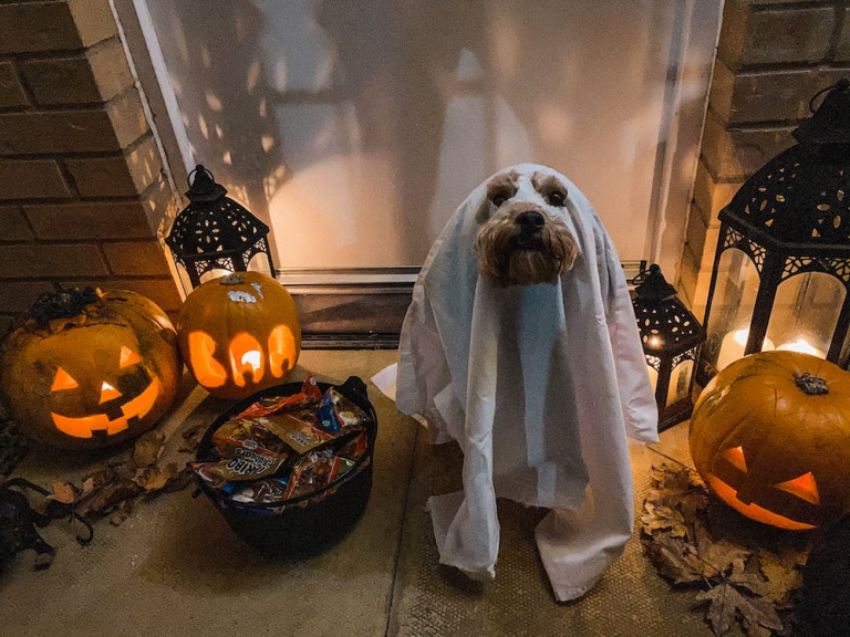 230 Halloween Dog Names That Are Both Exciting And Spooky