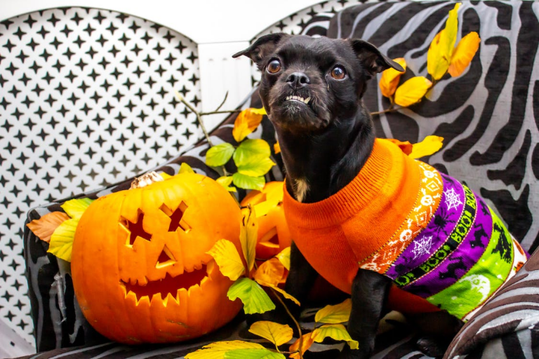 230 Halloween Dog Names That Are Both Exciting And Spooky